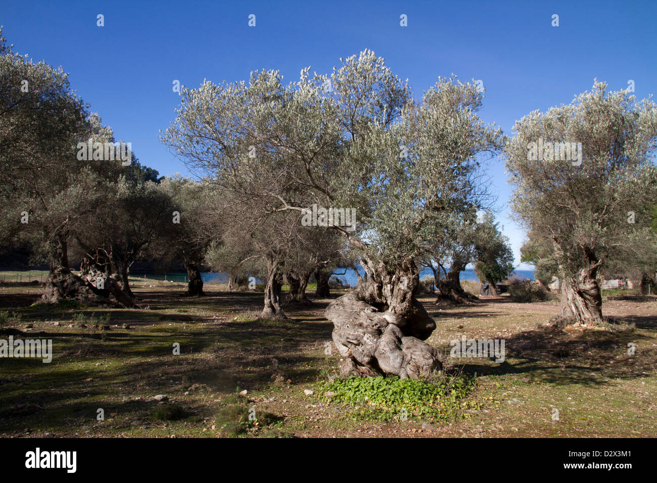 Mediterranean trees hi-res stock photography and images - Alamy