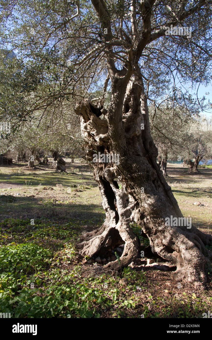 Mediterranean trees hi-res stock photography and images - Alamy