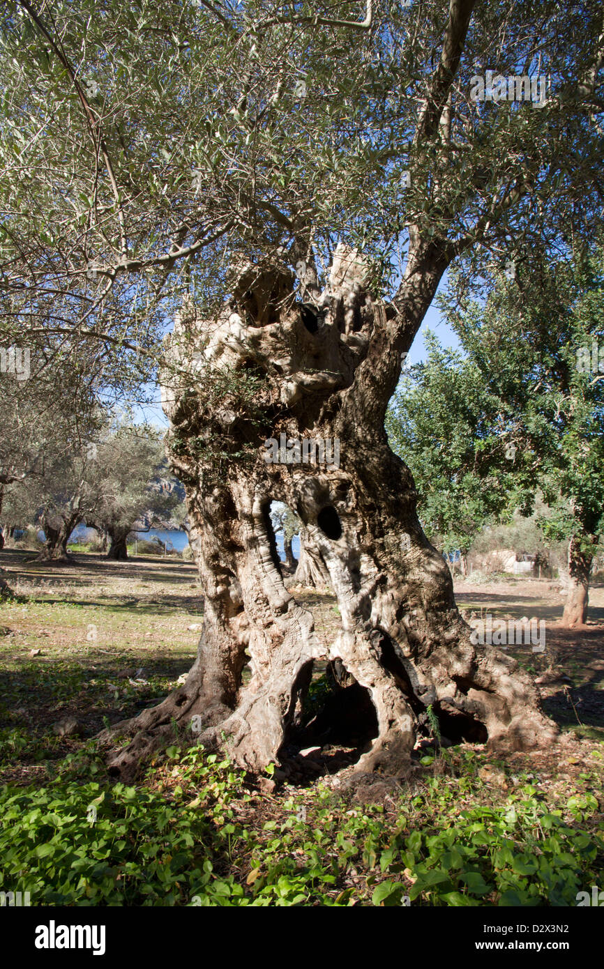 Olive tree old in Cala Tuent Serra Tramuntana Mediterranean Mallorca ...