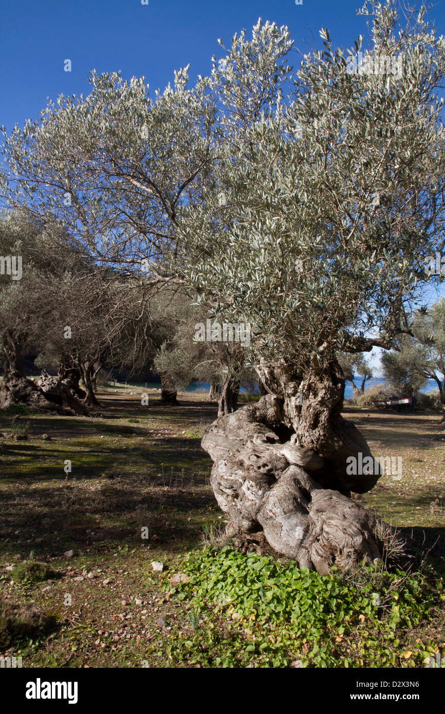 Olive tree old in Cala Tuent Serra Tramuntana Mediterranean Mallorca ...