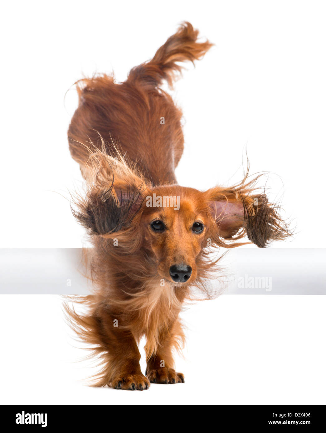 Dachshund, 4 years old, jumping over a white tube in front of white ...