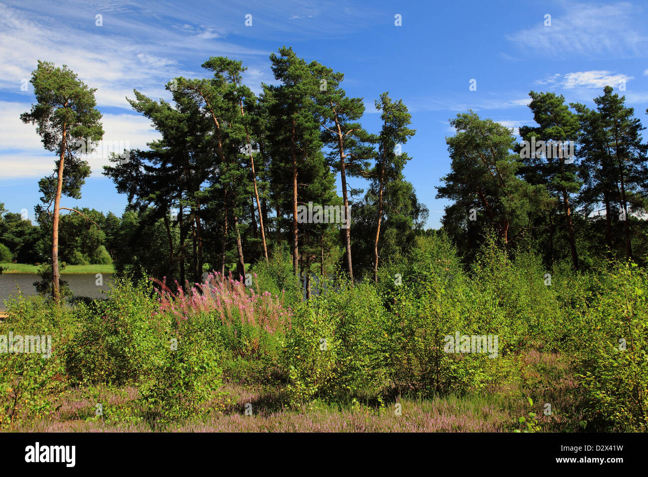 Little Pond, Frensham Common, Surrey Hills, England Stock Photo - Alamy