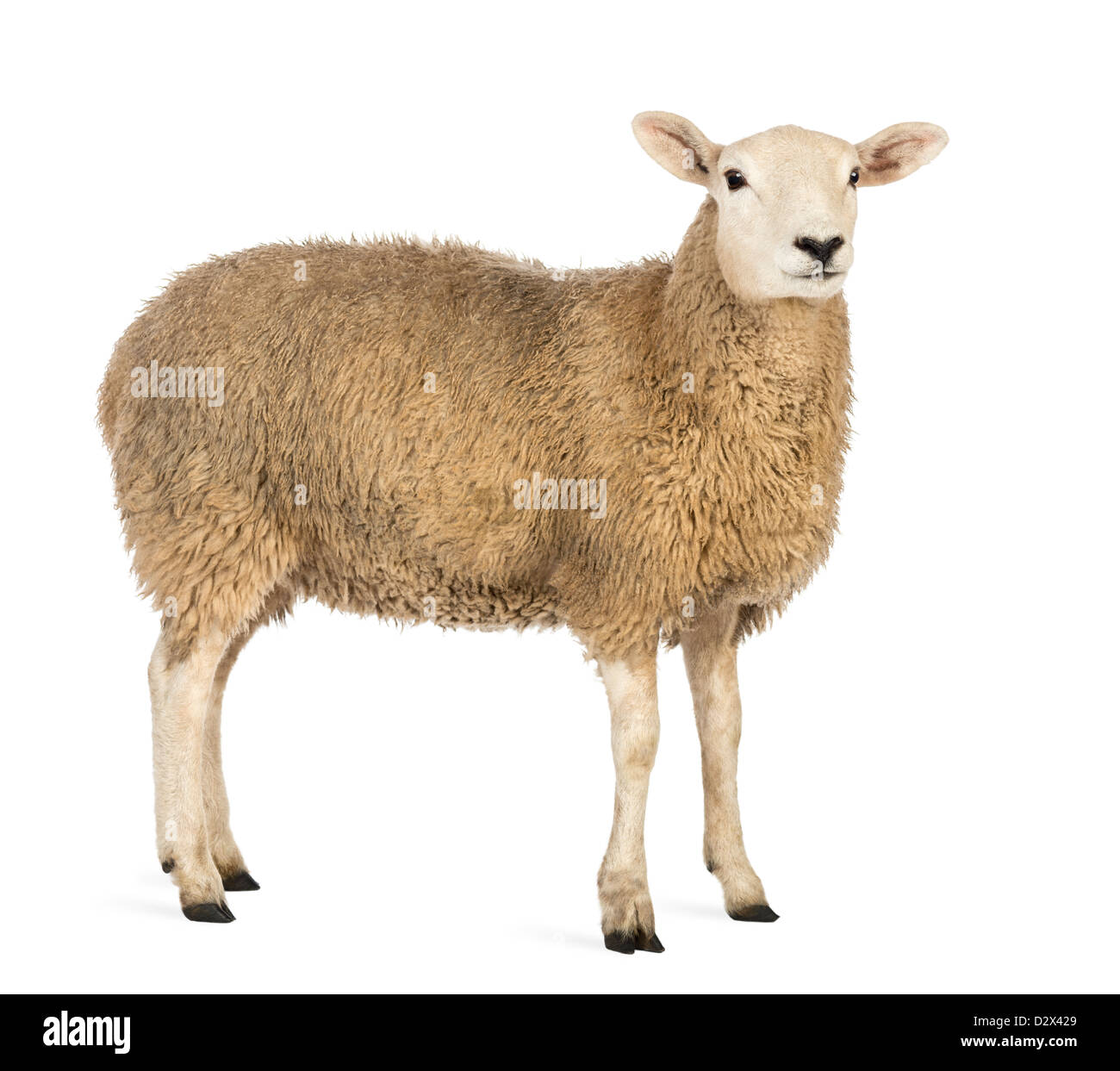 Side view of a Sheep looking at the camera standing in front of white background Stock Photo - Alamy