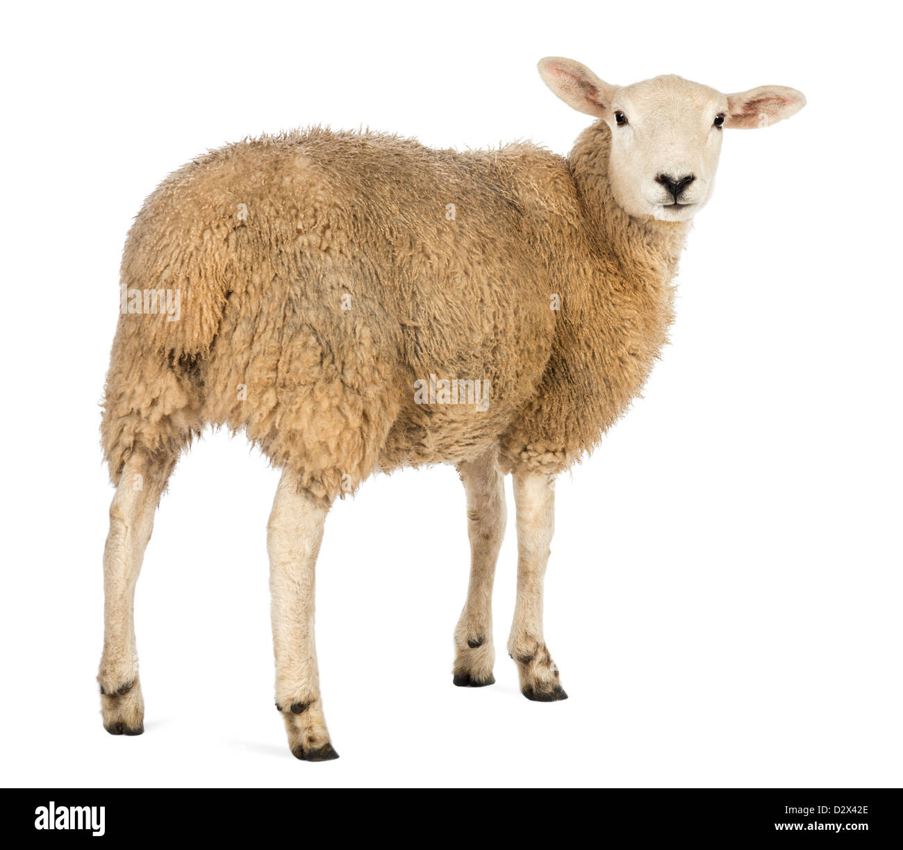 Rear view of a Sheep looking back in front of white background Stock ...
