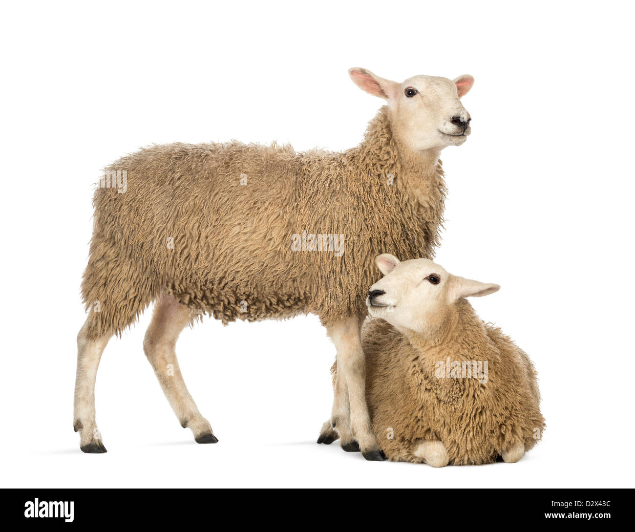 Sheep lying in front of a standing sheep in front of white background ...