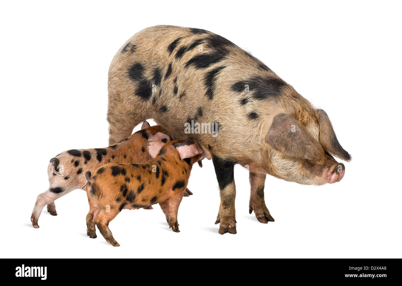 Adult sow piglets animals mammals Cut Out Stock Images & Pictures - Alamy
