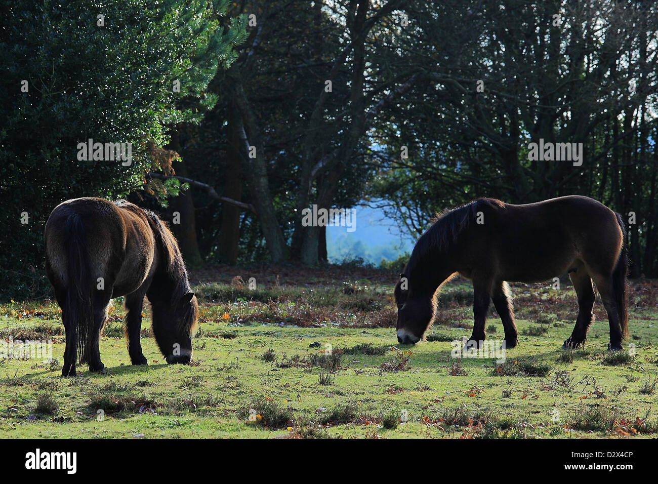 Hindhead hi-res stock photography and images - Alamy