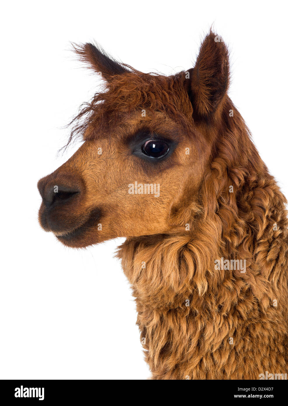 Indoor alpaca hi-res stock photography and images - Alamy