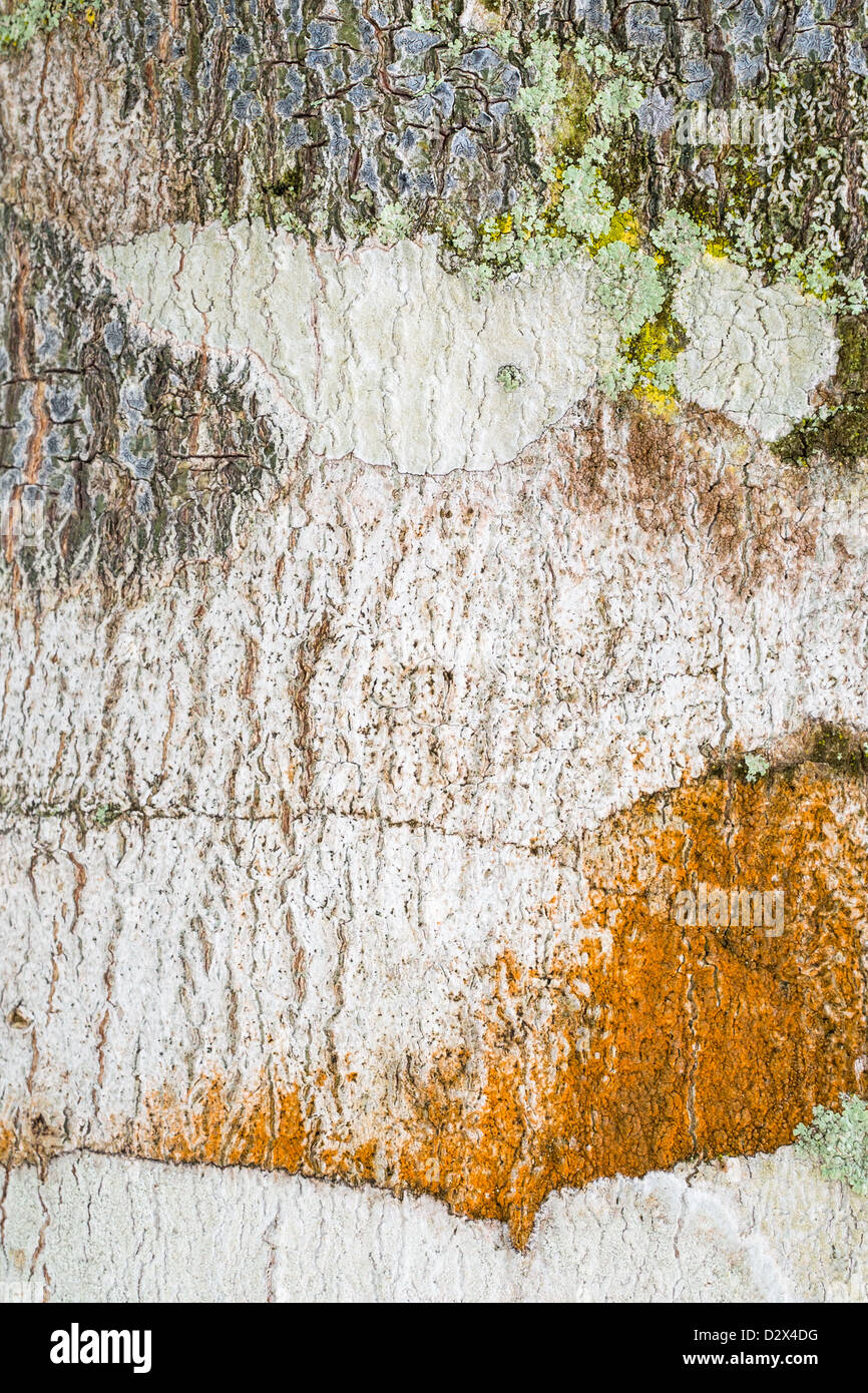 Tree white lichen hi-res stock photography and images - Alamy