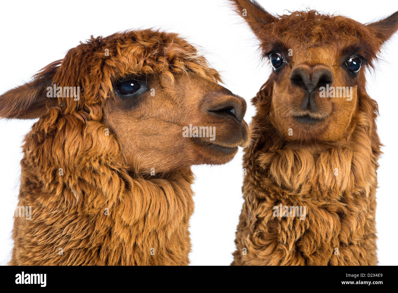 Two alpacas hi-res stock photography and images - Alamy