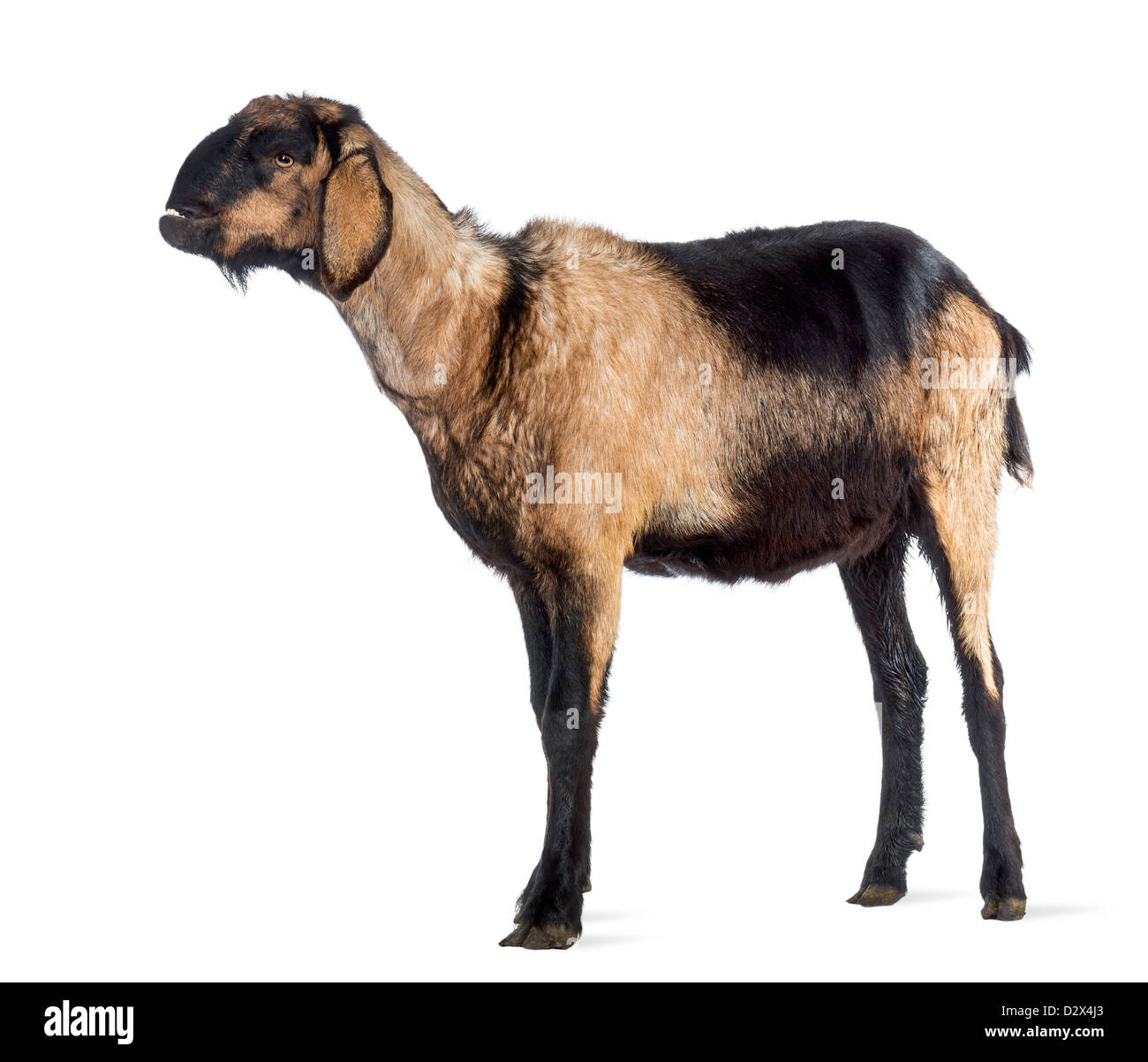 Anglo-Nubian goat with a distorted jaw, looking up against white ...