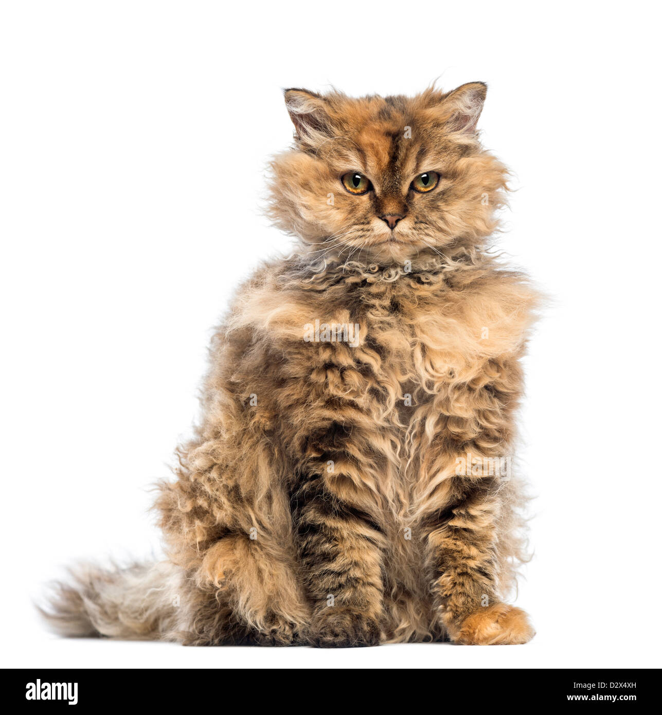 Angry white cat hi-res stock photography and images - Alamy