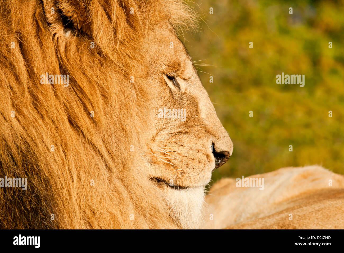 Lions nose close up hi-res stock photography and images - Alamy