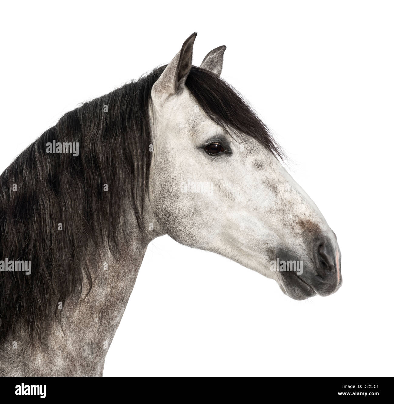 Close-up of Andalusian, 7 years old, also known as the Pure Spanish ...