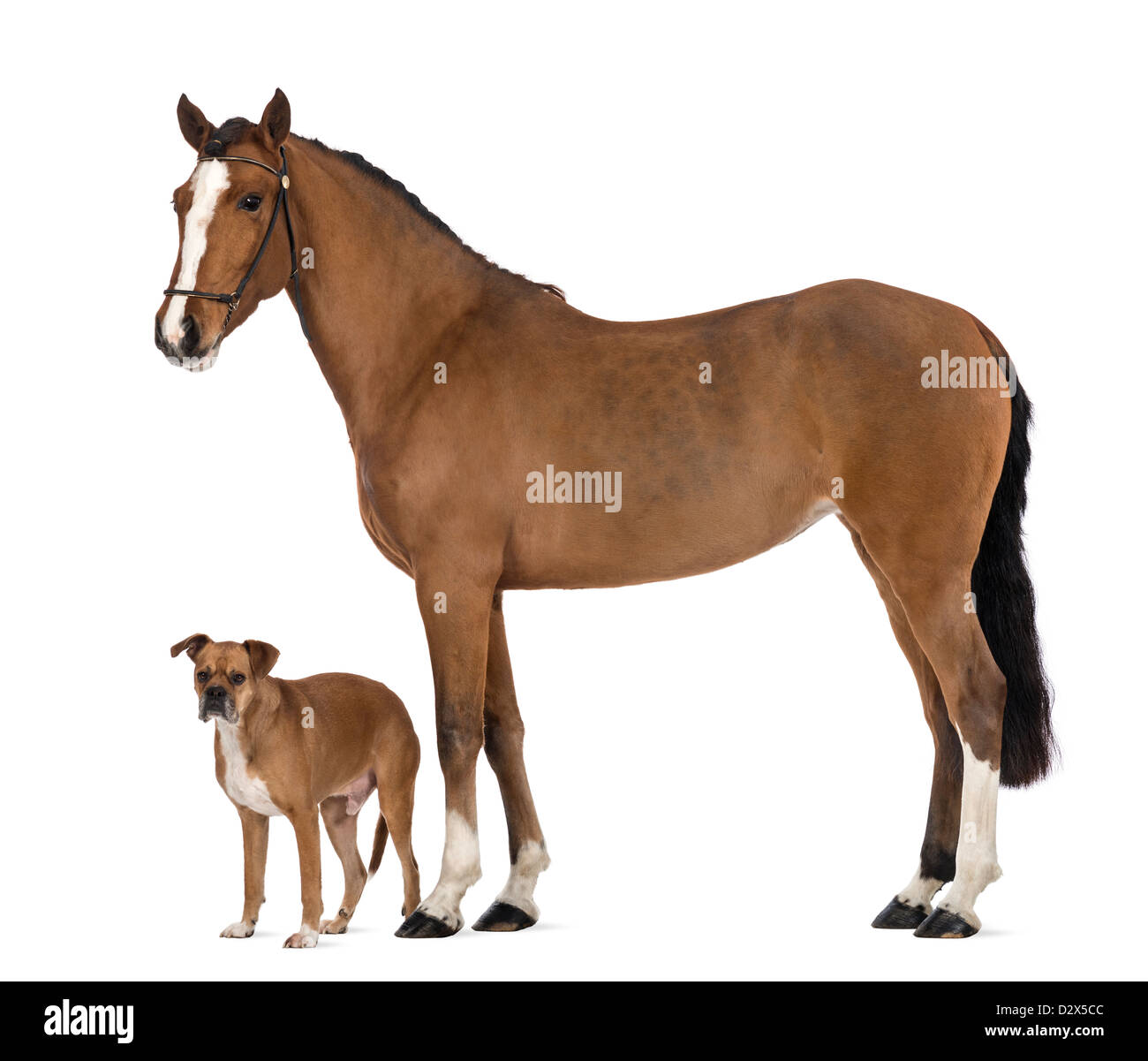 Side view female pet Cut Out Stock Images & Pictures - Alamy