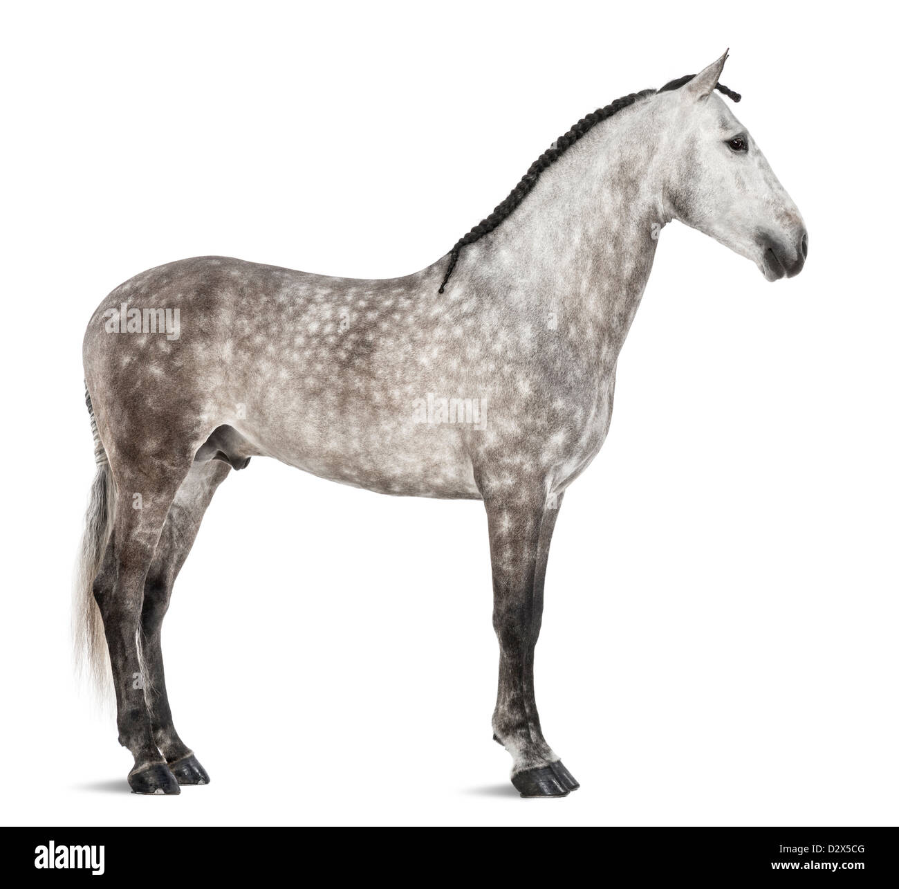 White spanish horse hi-res stock photography and images - Alamy