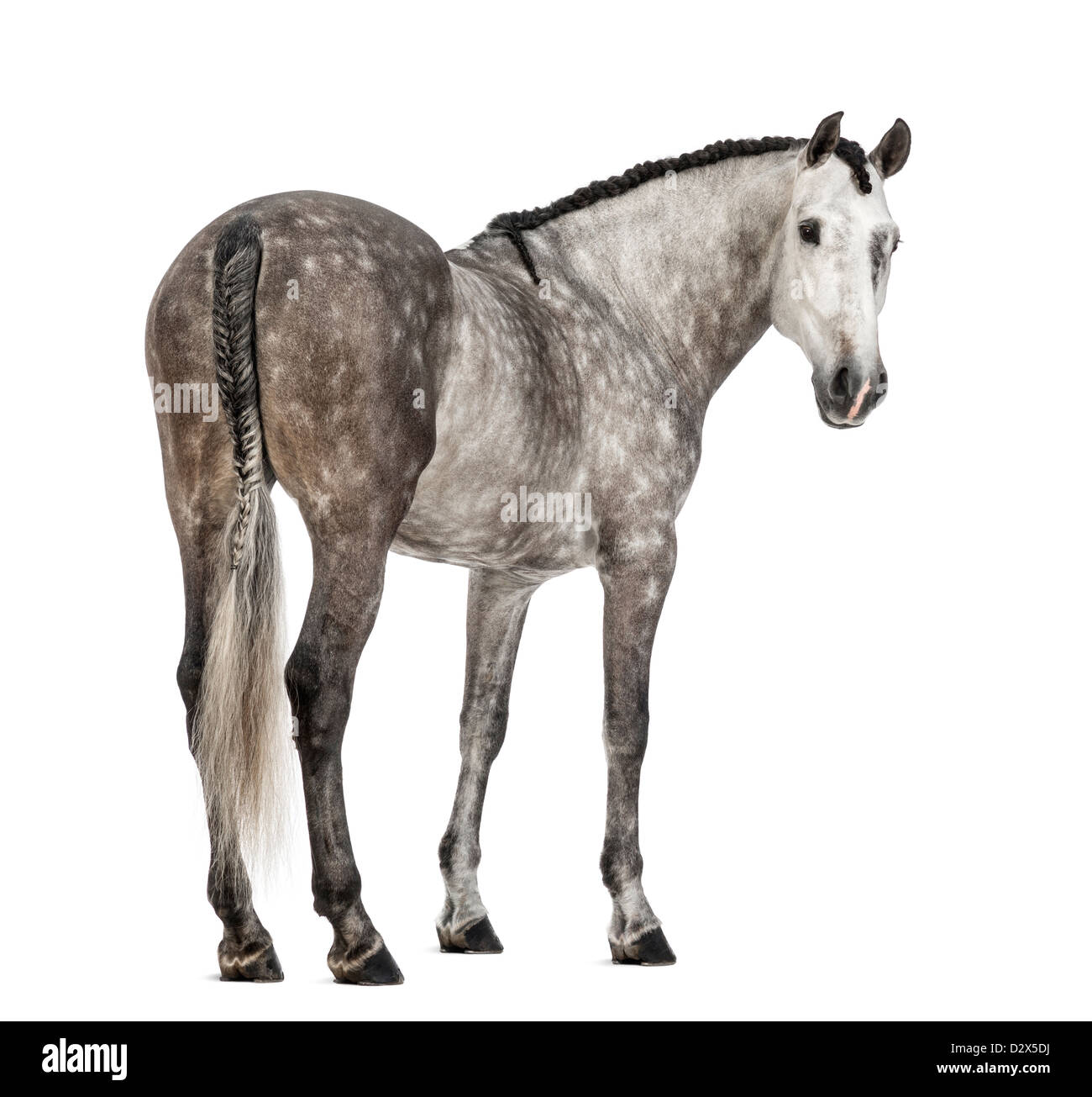 Horse full view Cut Out Stock Images & Pictures - Alamy