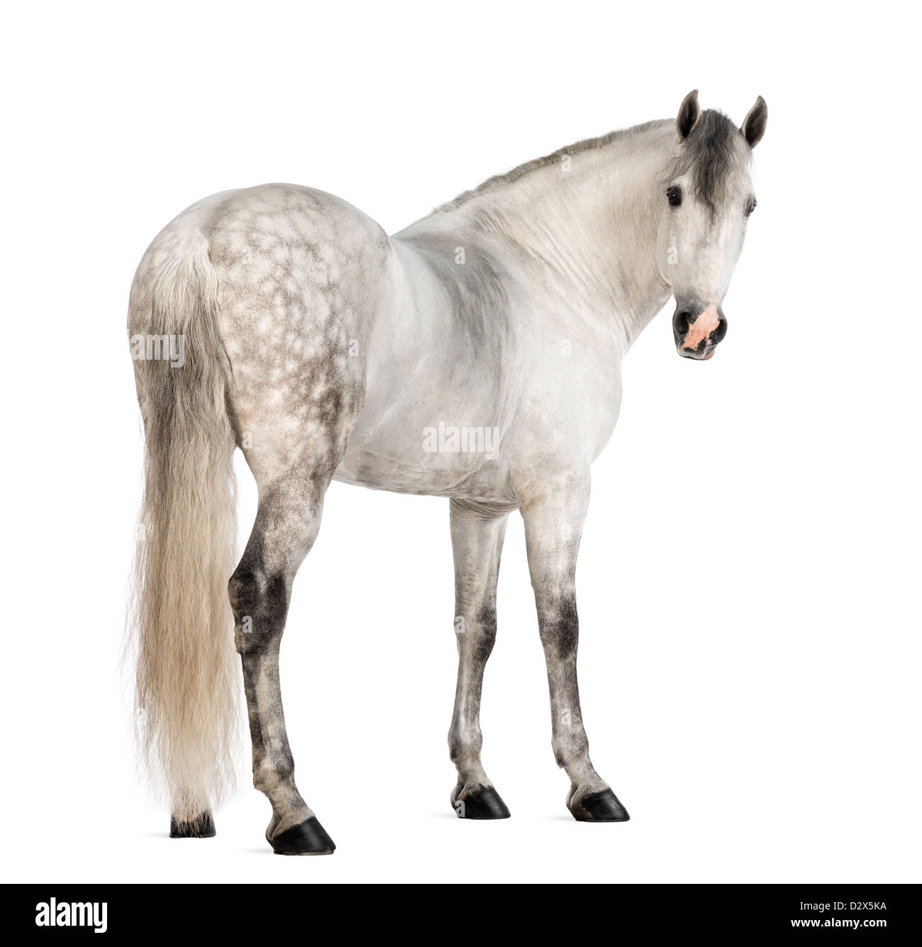 Horse Looking Over Shoulder High Resolution Stock Photography and ...