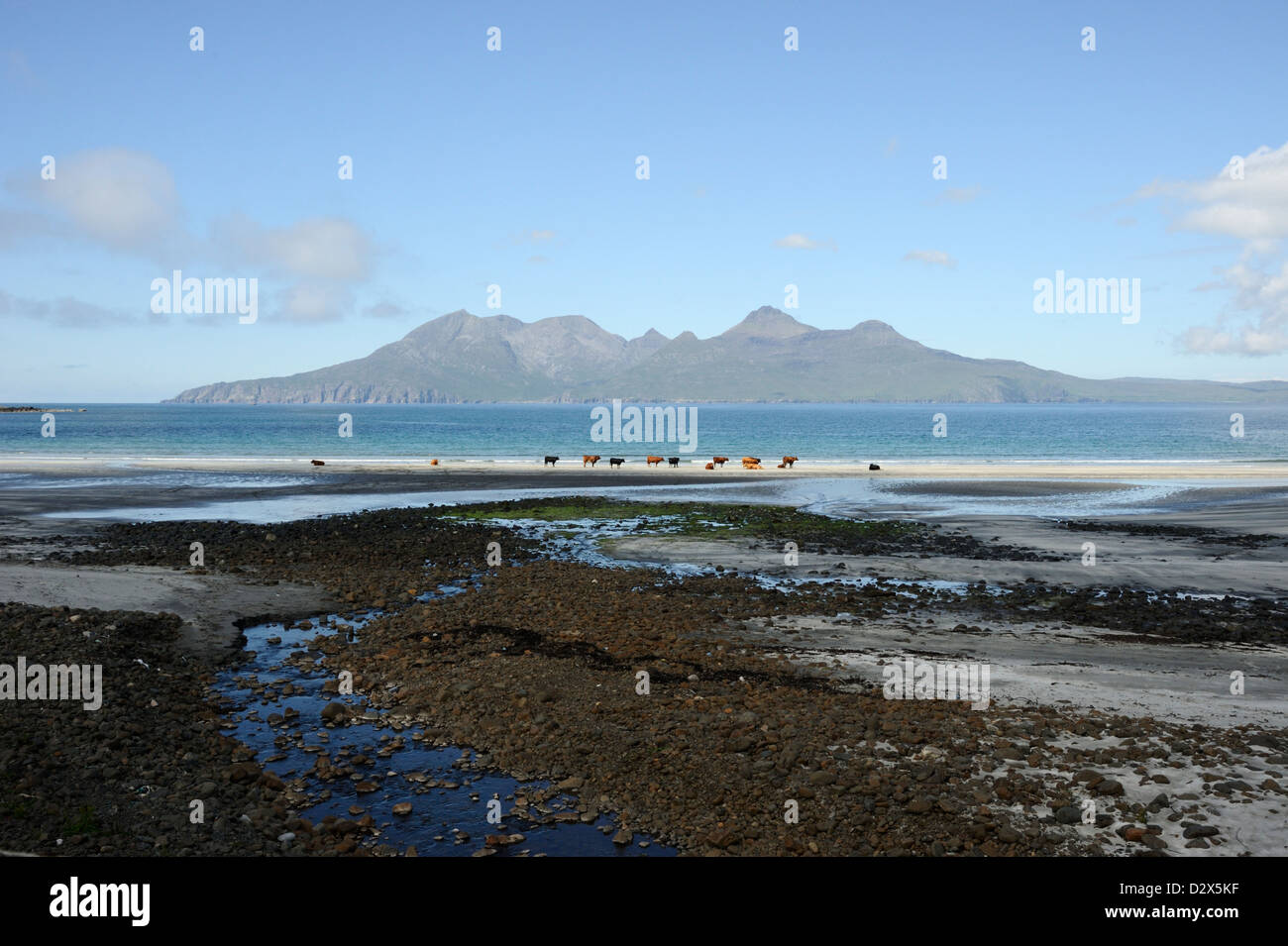 Distant cows on the beach facing Rùm Stock Photo - Alamy