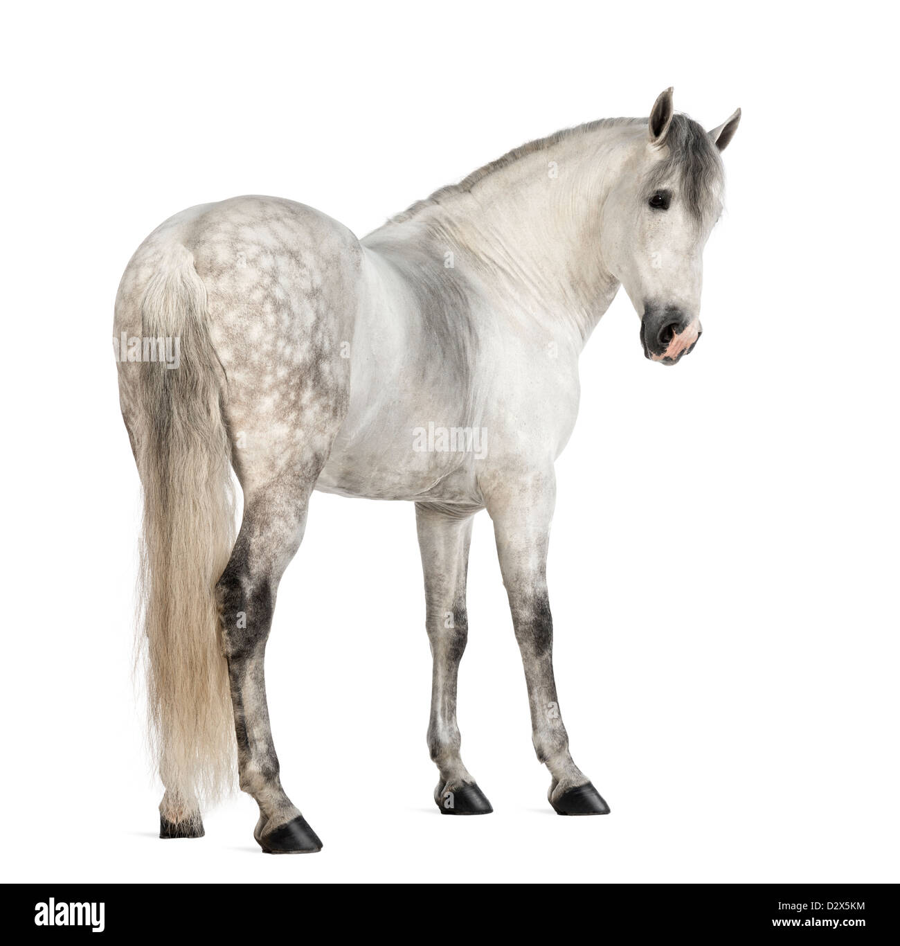 Horse looking over shoulder hi-res stock photography and images - Alamy