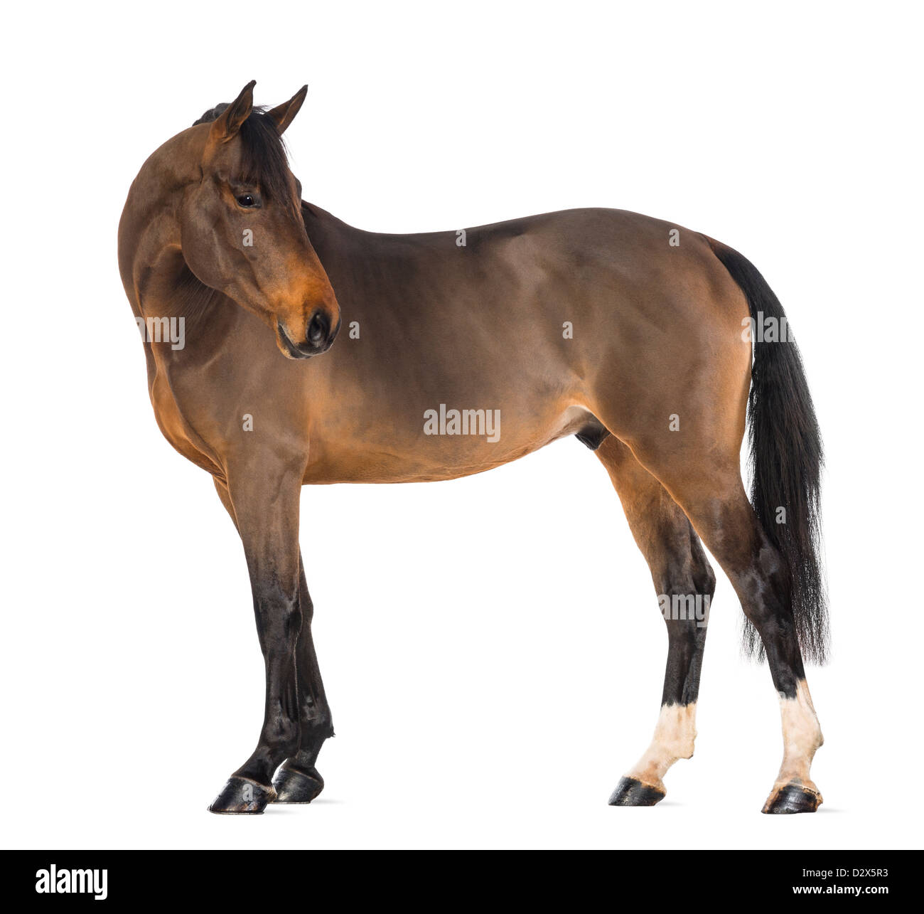 Horse Looking Back