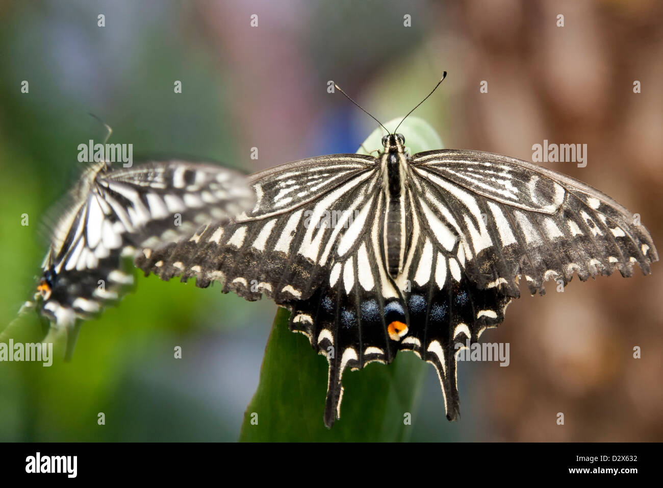 Lime butterfly (Papilio demoleus) is a butterfly usually seen in large ...