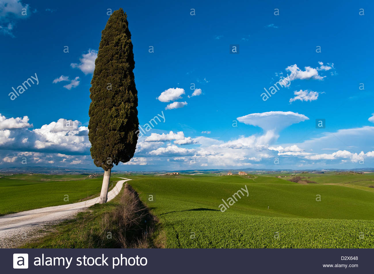 Cypress Tree Stock Photos & Cypress Tree Stock Images - Alamy