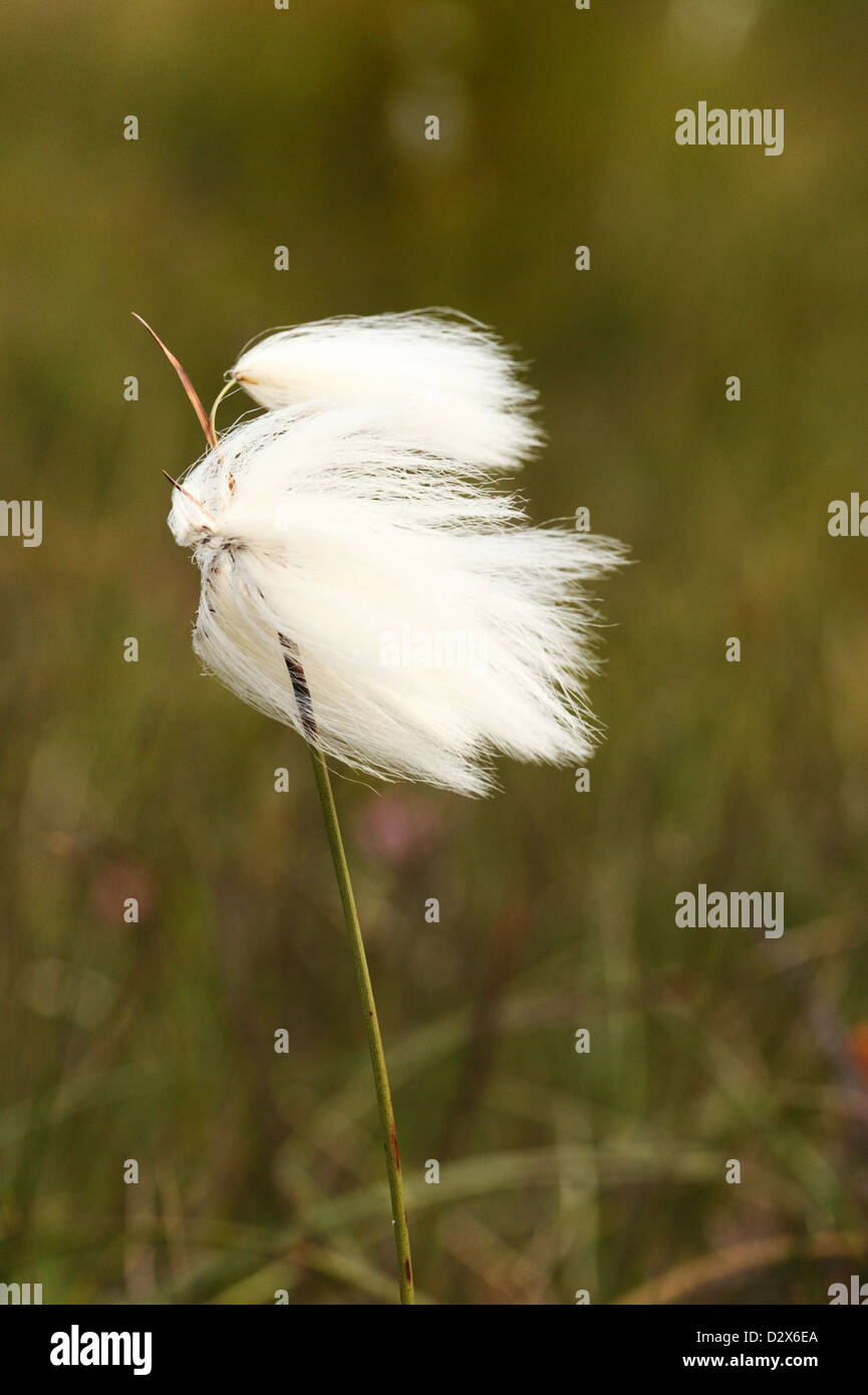 Bog Cotton or Cottongrass (Eriophorum angustifolium) Isle of Rùm Stock ...