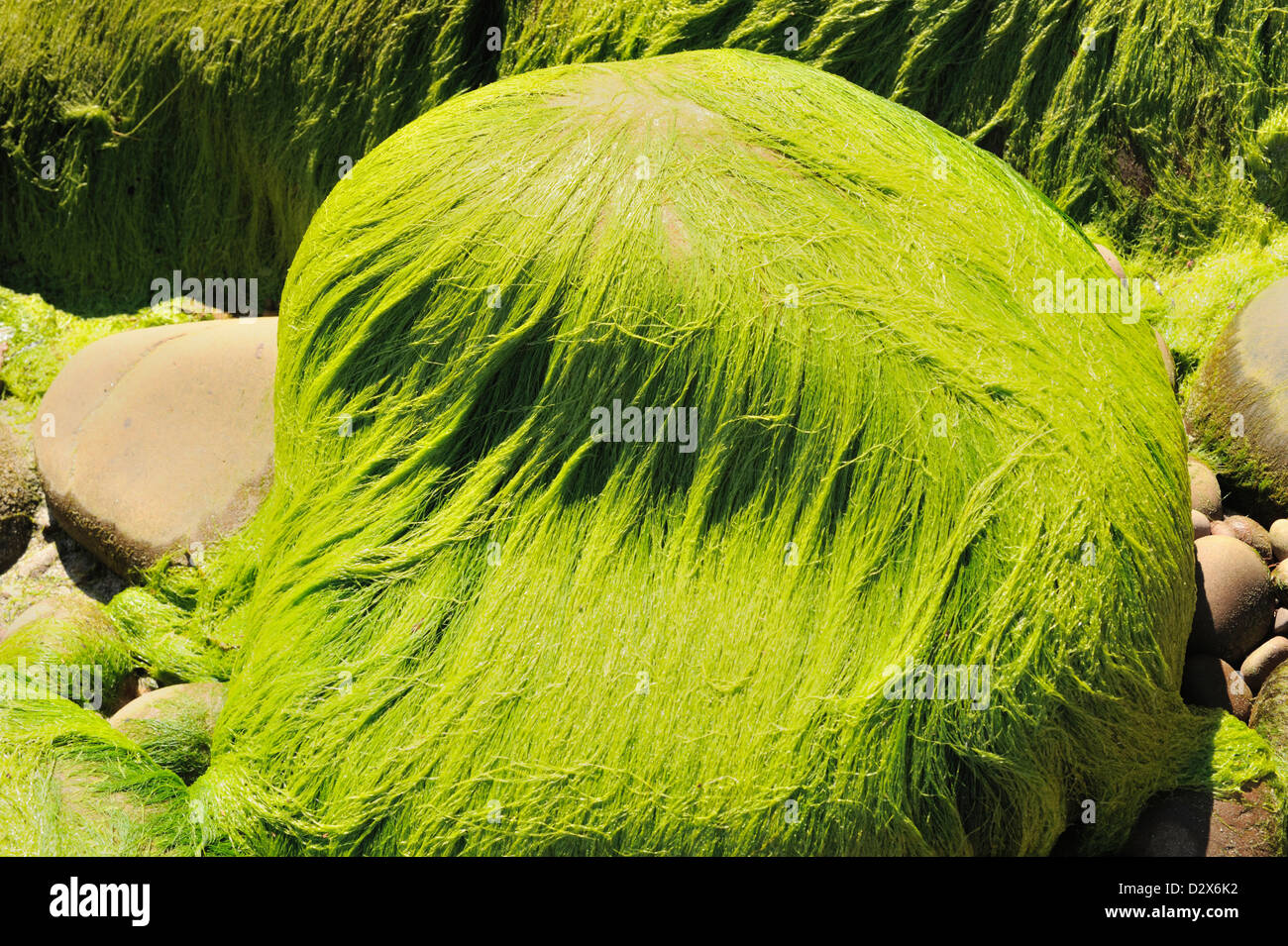 Bright green seaweed covering a rock in the intertidal zone on a beach ...