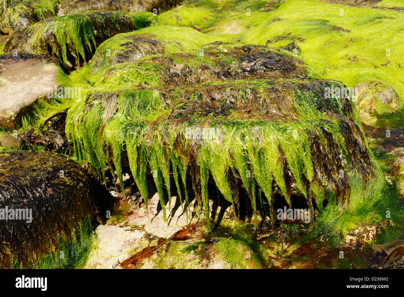Bright green seaweed covering a rock in the intertidal zone on a beach ...