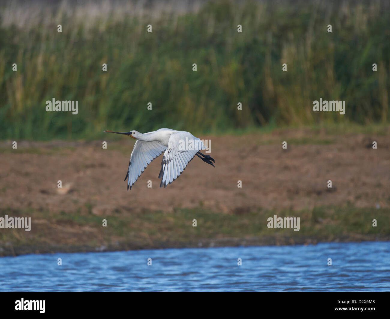 Big bird in flight hi-res stock photography and images - Alamy