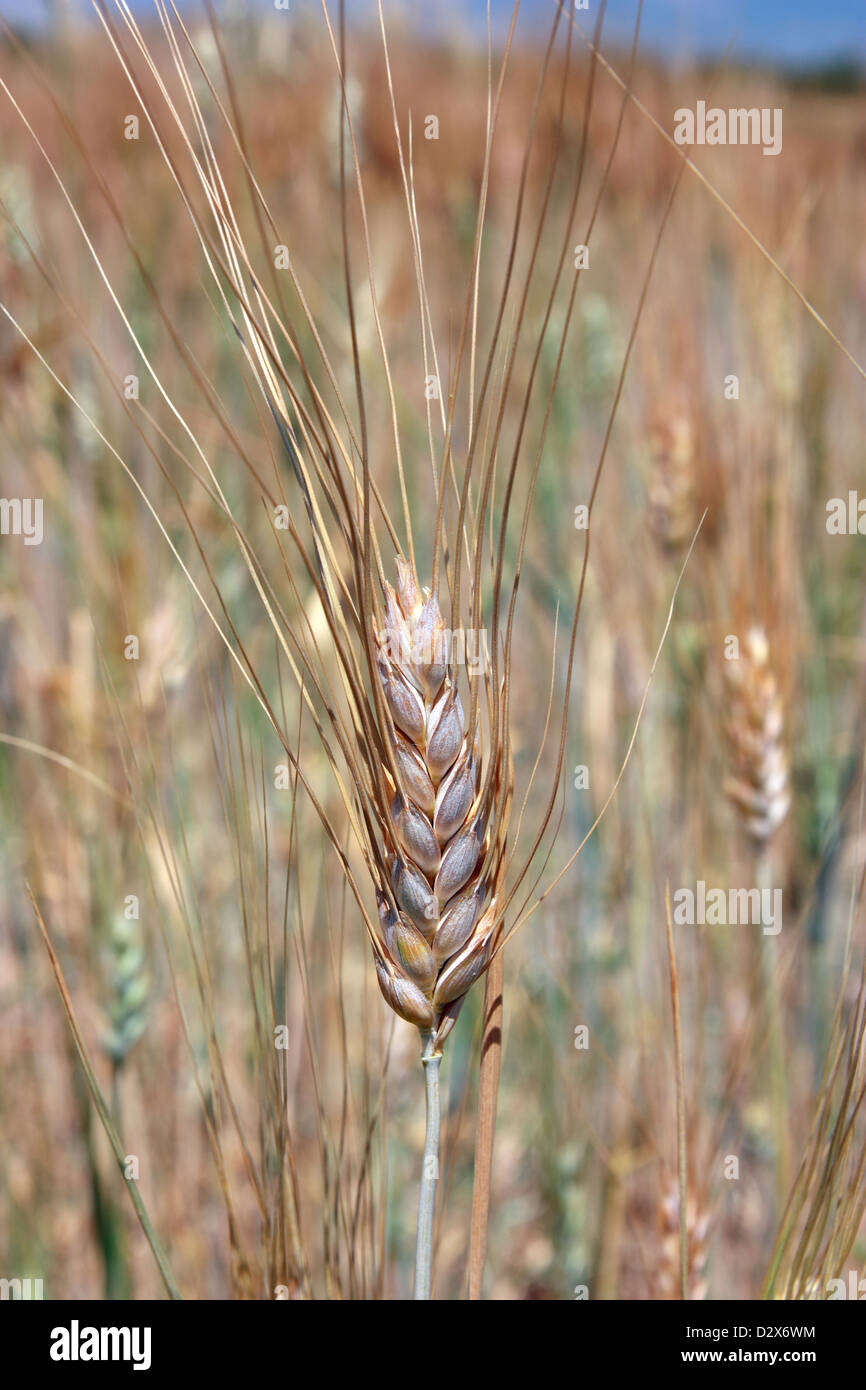Single Wheat High Resolution Stock Photography and Images - Alamy