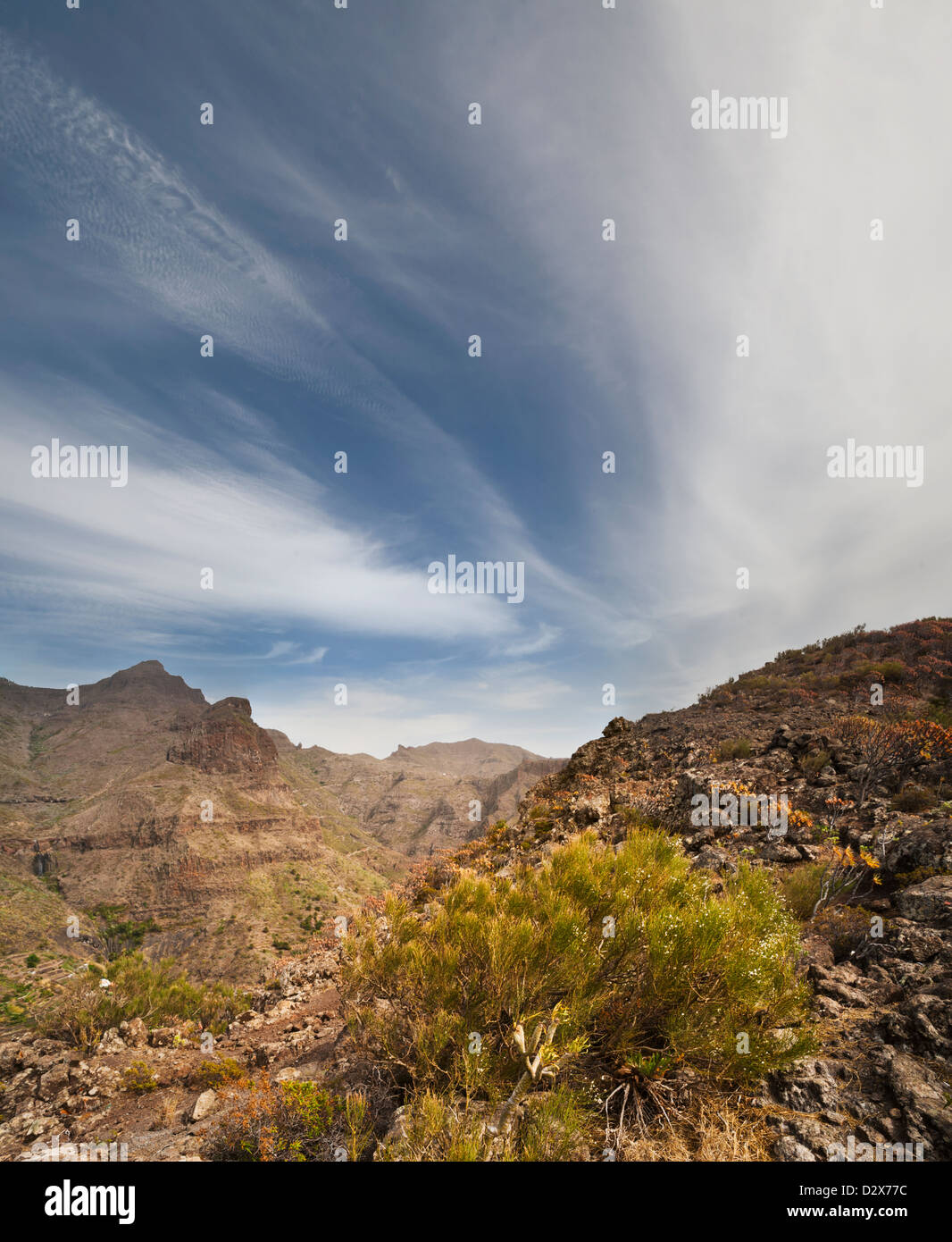 White-flowering broom (Retama blanca) growing on a high cliff above the ...