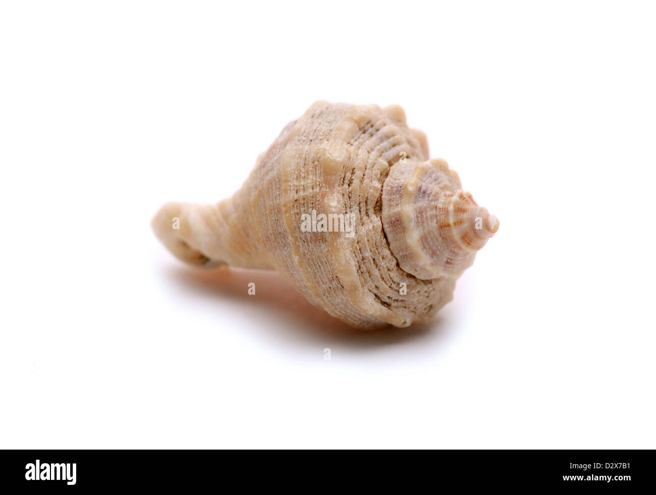 Single seashell macro isolated on white background Stock Photo - Alamy