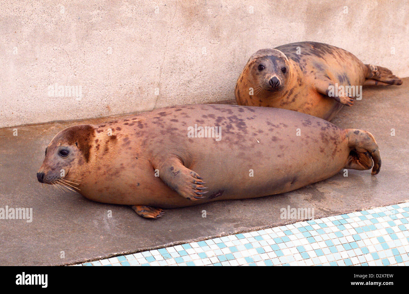National Seal Sanctuary, Gweek, Cornwall Stock Photo - Alamy