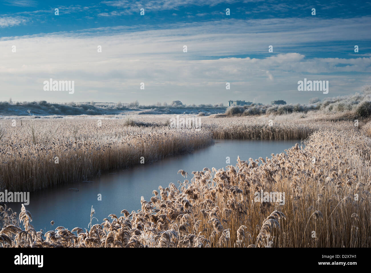 Reedbeds on a snowy winter's day at Star Pit Nature Reserve, a former ...