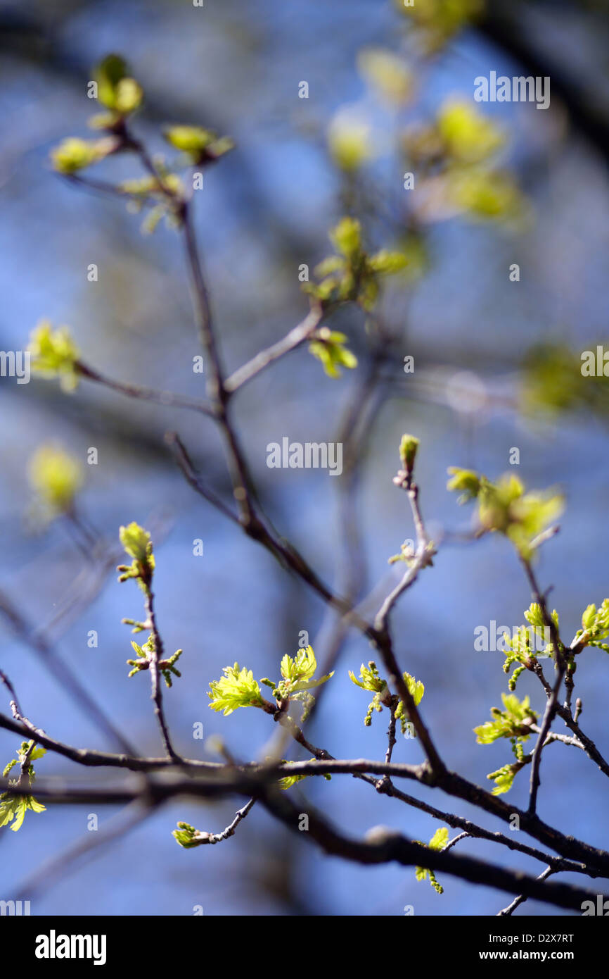 Werder, Germany, blooming buds of an oak tree in spring Stock Photo - Alamy