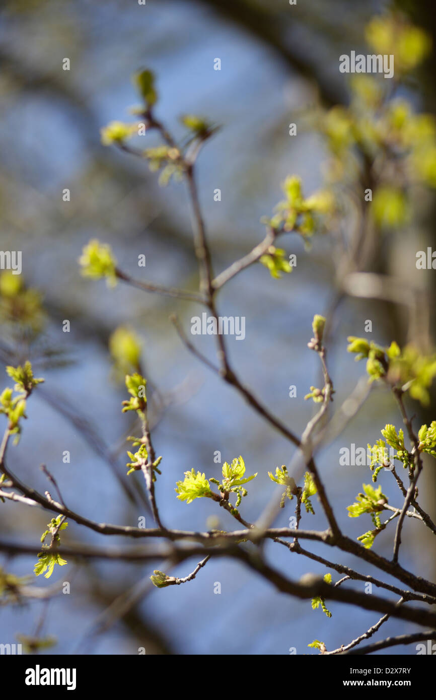 Werder, Germany, blooming buds of an oak tree in spring Stock Photo - Alamy