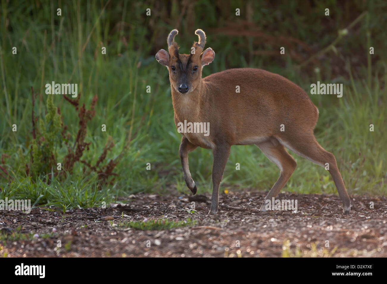 Muntjac deer uk hi-res stock photography and images - Alamy