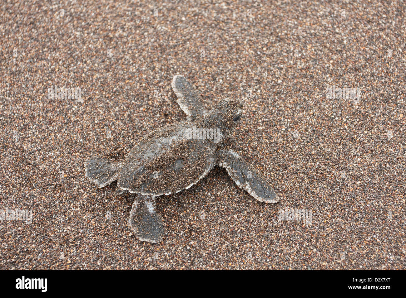 Green Turtle hatchling on Tortuguero beach heading for the ocean Stock ...