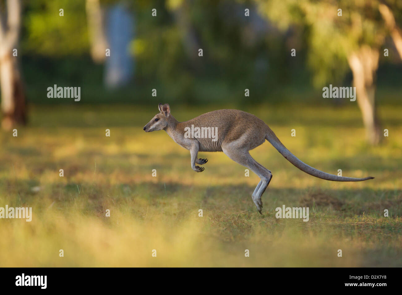 Agile Wallaby (Macropus agilis) bounding across the bush at dusk in the ...