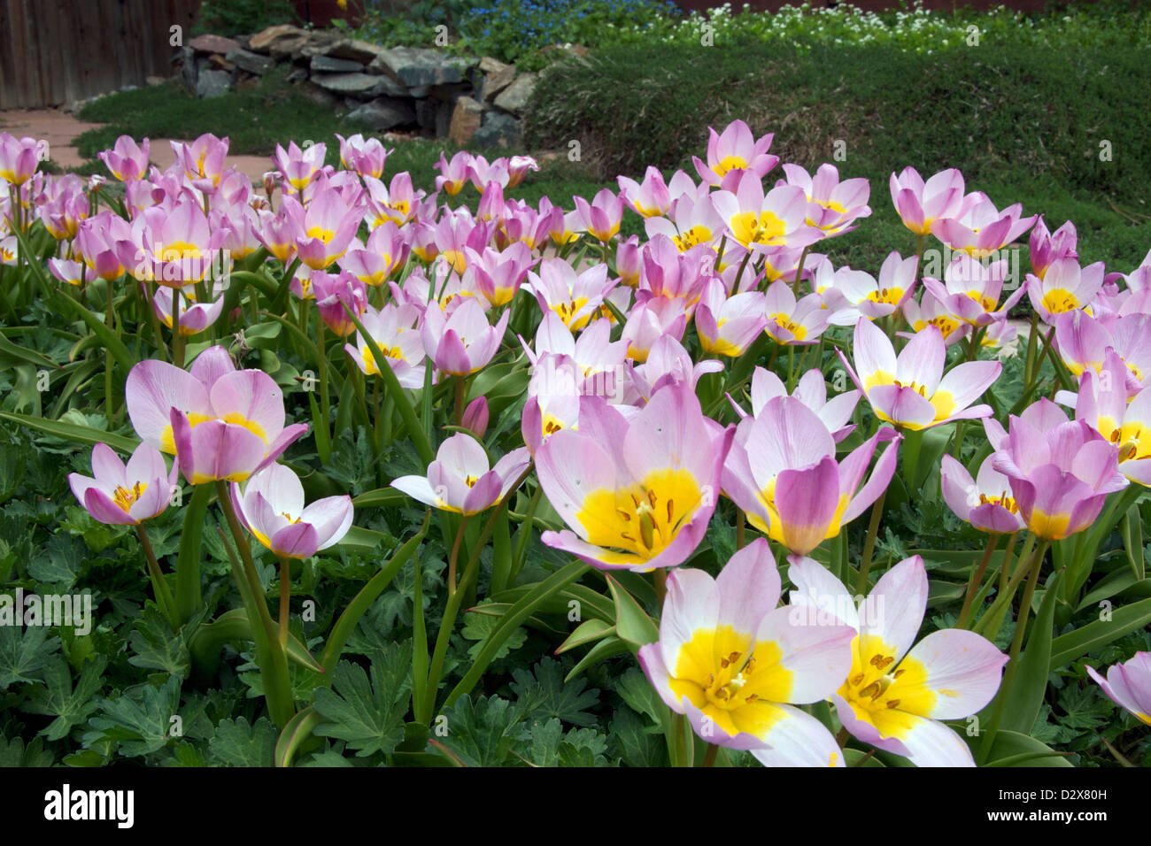 Species tulips hi-res stock photography and images - Alamy