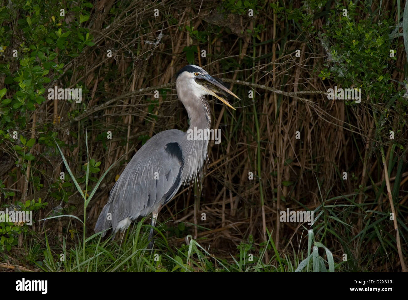 Great blue heron eating fish hi-res stock photography and images - Alamy