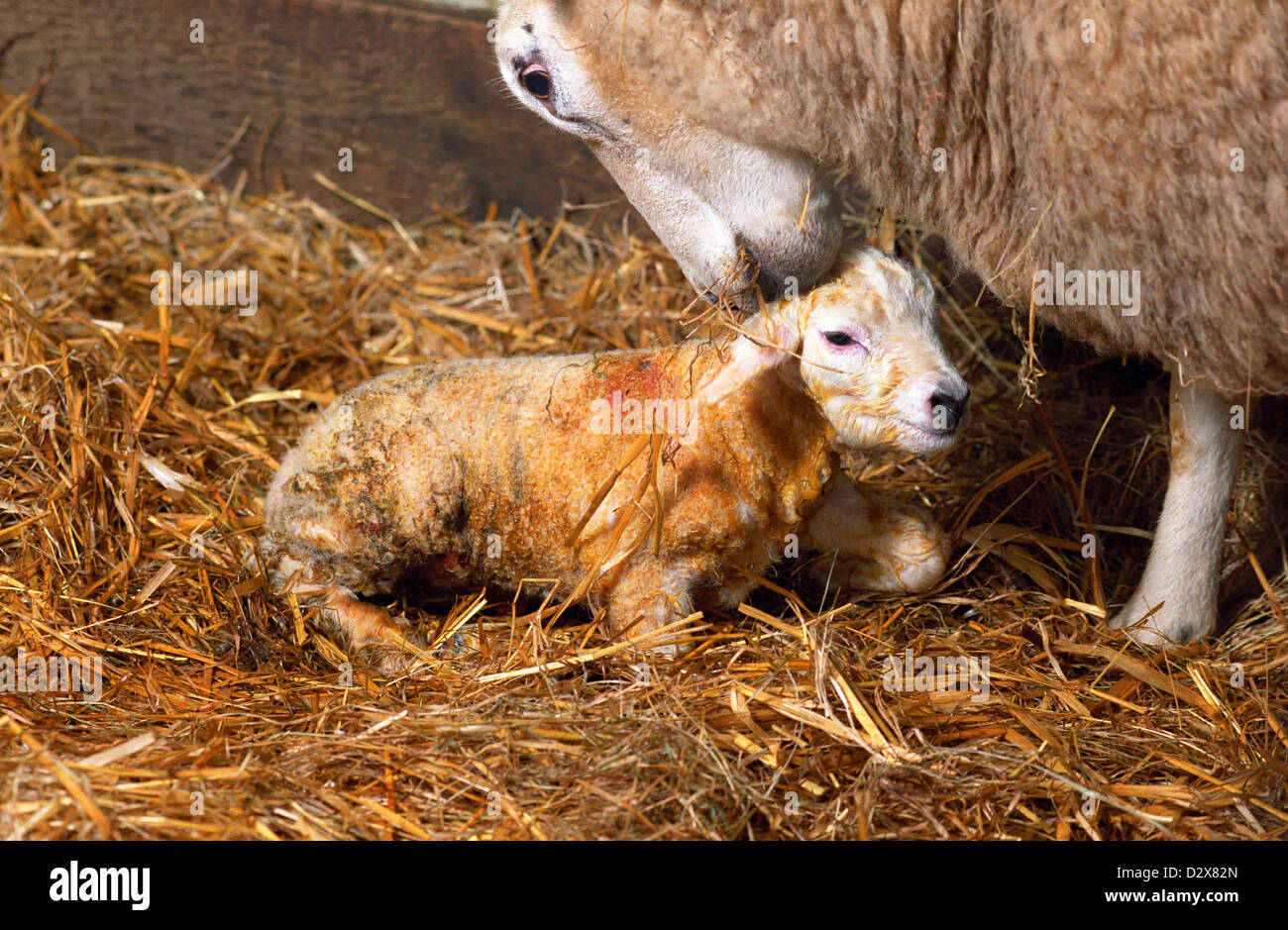 Lamb being born hi-res stock photography and images - Alamy