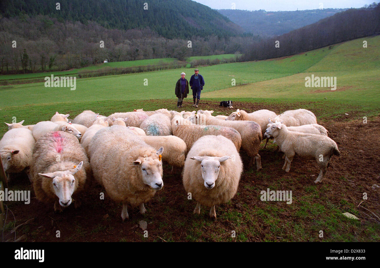 Sheep farmers in the Tamar Valley in Cornwall with their flock Stock ...