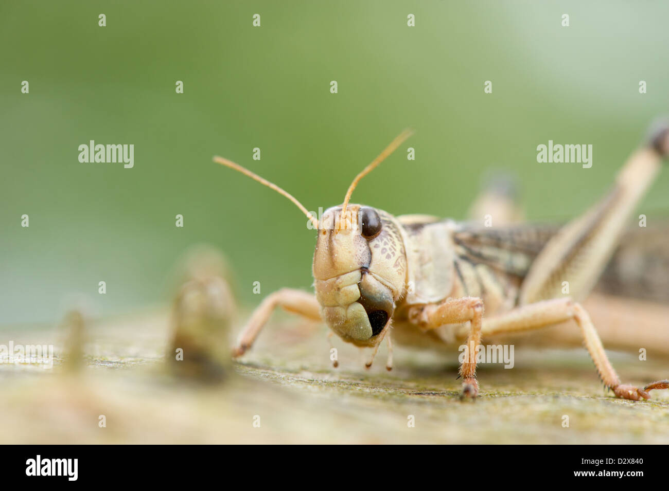 Tree cricket isolated hi-res stock photography and images - Alamy