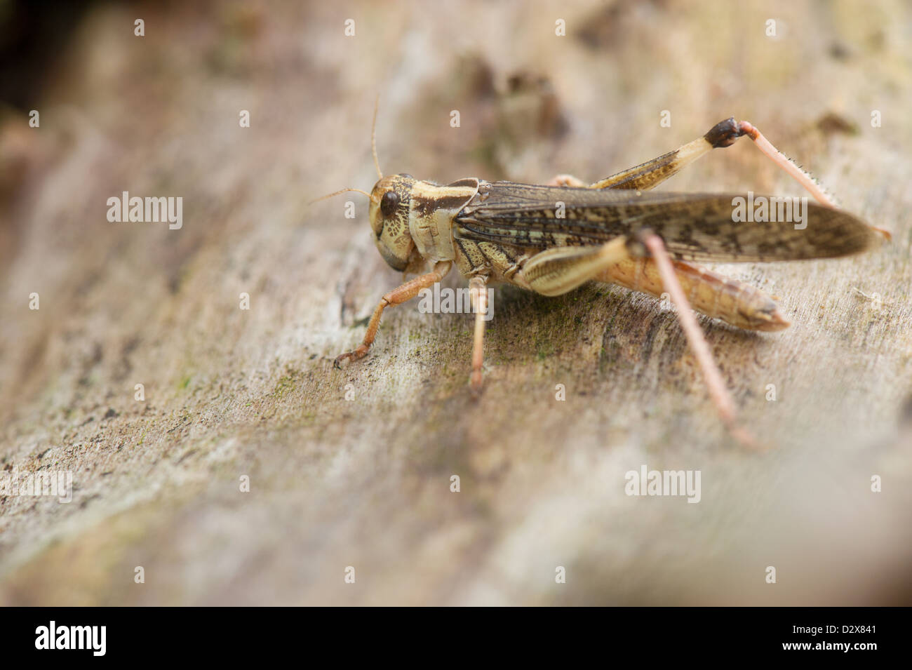 Tree cricket isolated hi-res stock photography and images - Alamy