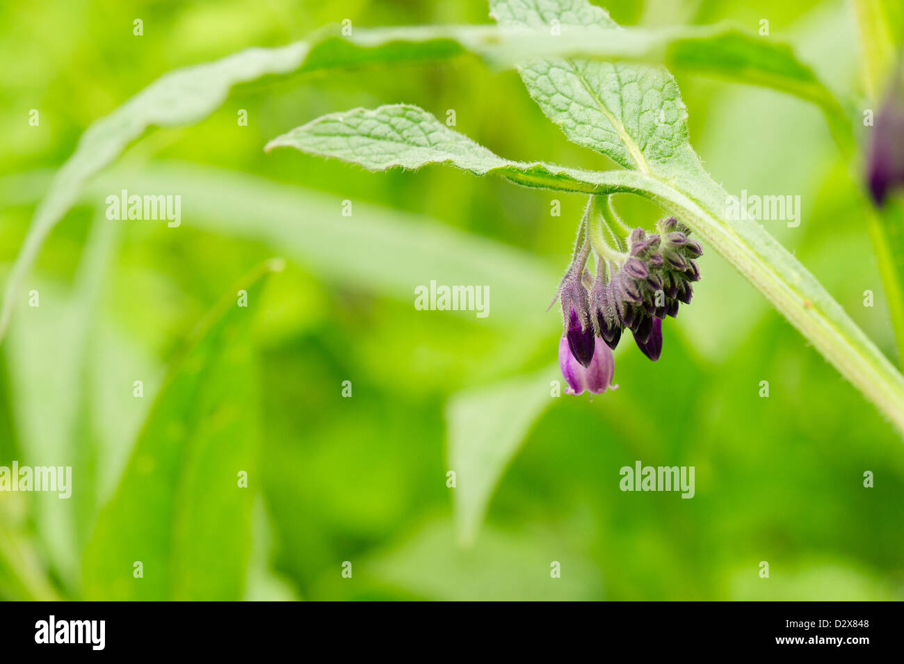 Comfrey comphrey purple hi-res stock photography and images - Alamy