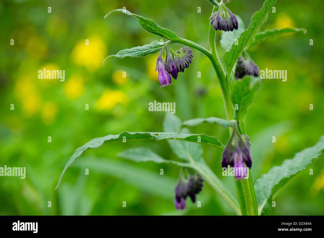 Flower of a purple comfrey Stock Photo - Alamy
