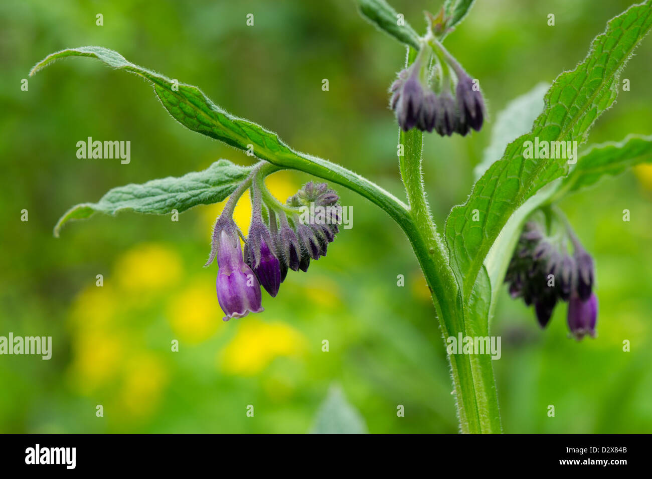 Flower of a purple comfrey Stock Photo - Alamy